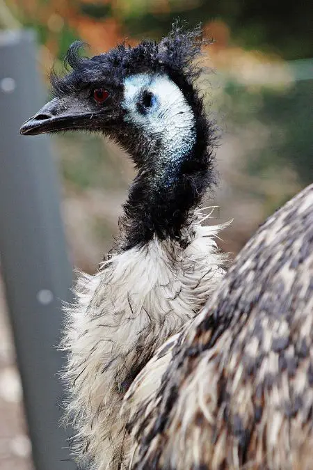 Emu - New World Encyclopedia