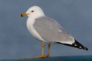 Gull - New World Encyclopedia