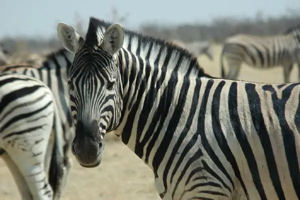 Zebra - New World Encyclopedia
