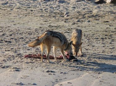 Jackal - New World Encyclopedia