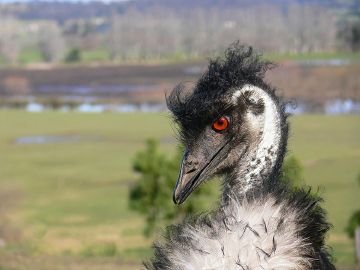 Emu - New World Encyclopedia
