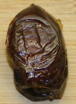 Phoenix dactylifera - New World Encyclopedia