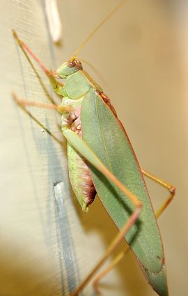 Tettigoniidae - New World Encyclopedia