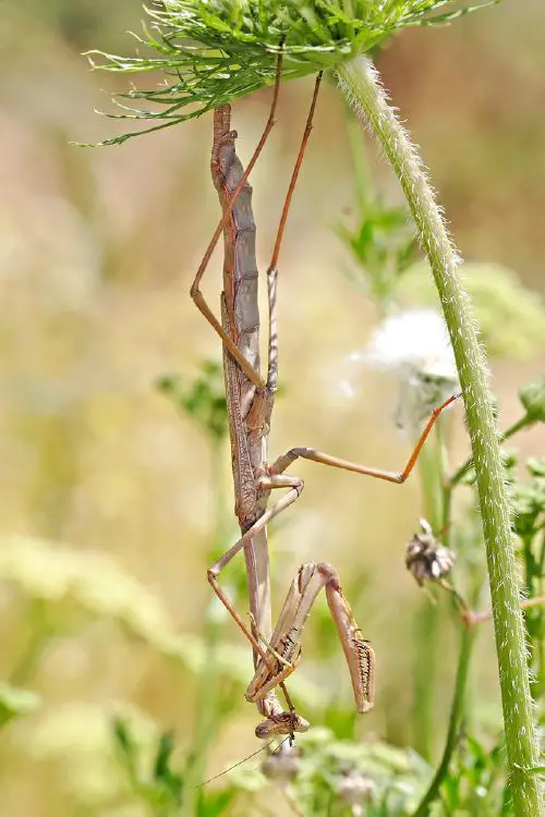 Mantodea - New World Encyclopedia