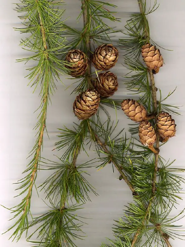 Larch - New World Encyclopedia