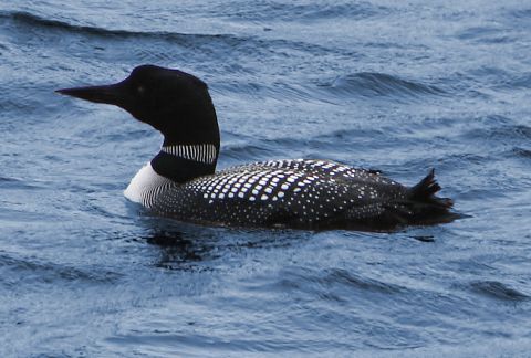 Loon - New World Encyclopedia
