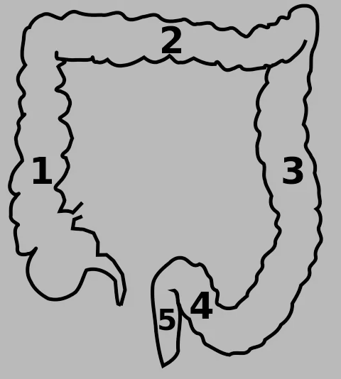 Colon (anatomy) - New World Encyclopedia