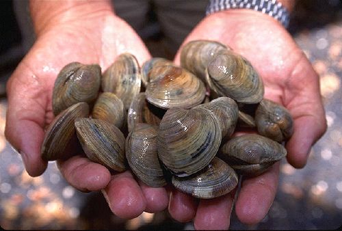 Clam - New World Encyclopedia