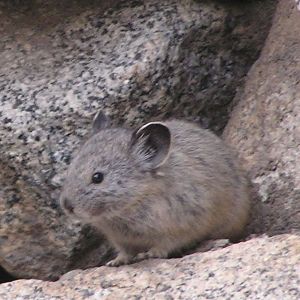 Pika - New World Encyclopedia