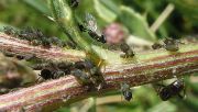 Aphid - New World Encyclopedia