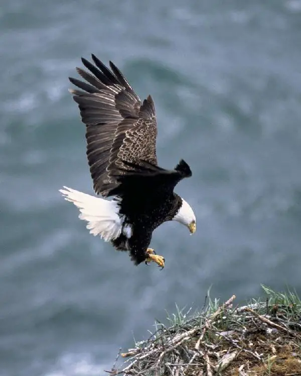 Bald Eagle - New World Encyclopedia