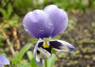 Pansy - New World Encyclopedia