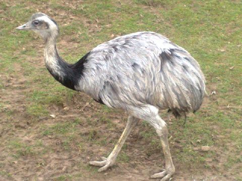 Rhea (bird) - New World Encyclopedia