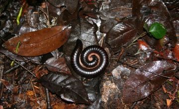 Millipede - New World Encyclopedia