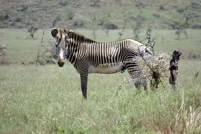 Prehistoric Zebra