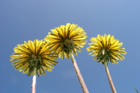 Dandelion - New World Encyclopedia