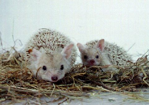 Hedgehog - New World Encyclopedia