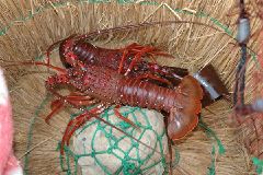 Antenna (biology) - New World Encyclopedia