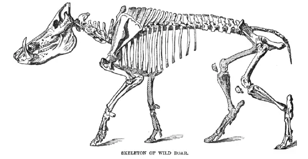 Boar - New World Encyclopedia