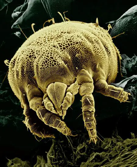 Chelicerata - New World Encyclopedia