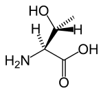 Threonine - New World Encyclopedia
