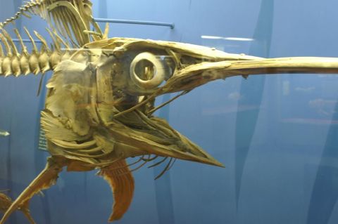 Swordfish - New World Encyclopedia