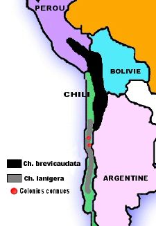 Chinchilla - New World Encyclopedia