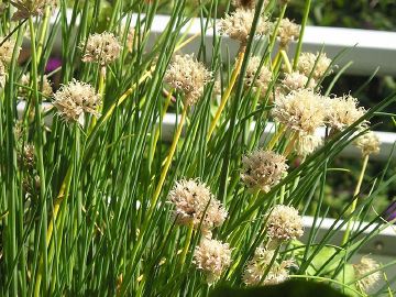 Chives - New World Encyclopedia
