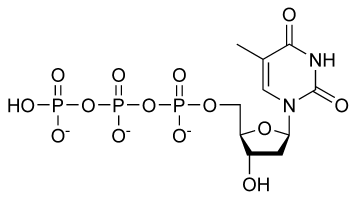 Nucleotide - New World Encyclopedia