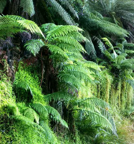 Fern - New World Encyclopedia