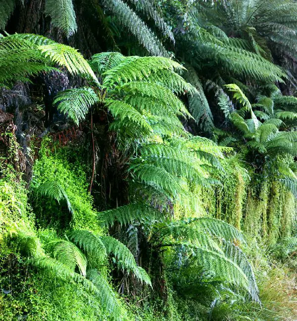 Fern - New World Encyclopedia