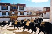Yak - New World Encyclopedia