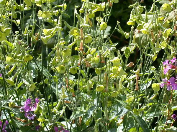 Nicotiana - New World Encyclopedia