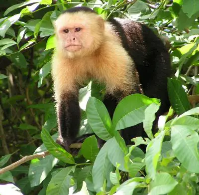 Capuchin monkey - New World Encyclopedia