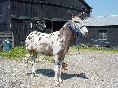 Mule - New World Encyclopedia