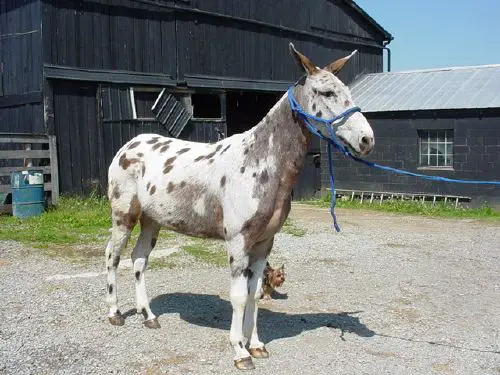 Mule - New World Encyclopedia