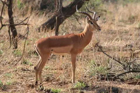 Impala - New World Encyclopedia