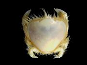 Crab - New World Encyclopedia