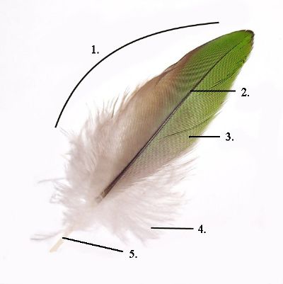 Feather - New World Encyclopedia