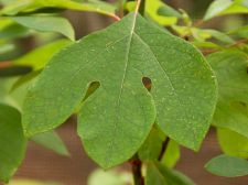 Sassafras - New World Encyclopedia