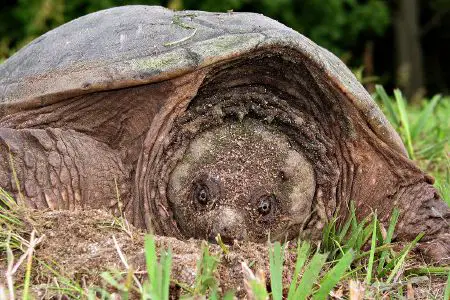 Turtle - New World Encyclopedia