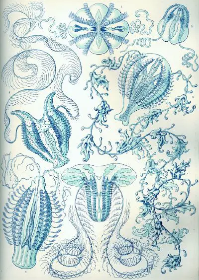 Ctenophore - New World Encyclopedia
