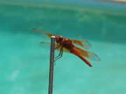 Dragonfly - New World Encyclopedia