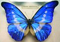 Butterfly - New World Encyclopedia