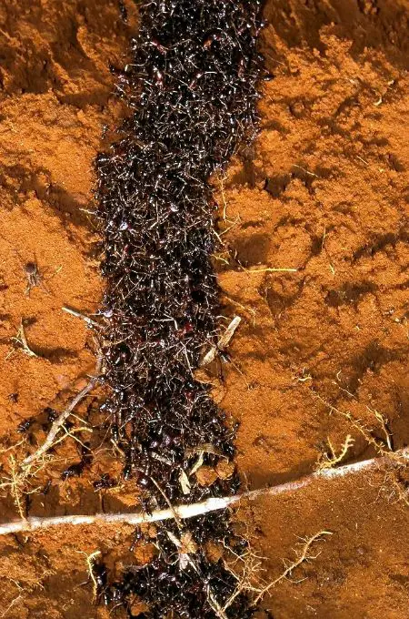 Army ant - New World Encyclopedia