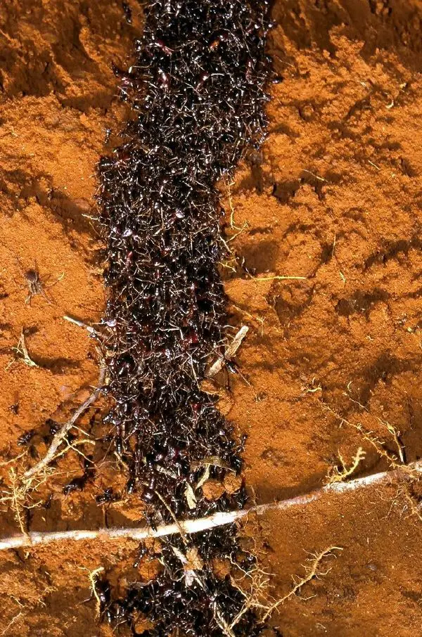 Army ant - New World Encyclopedia