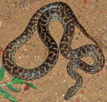 Snake - New World Encyclopedia