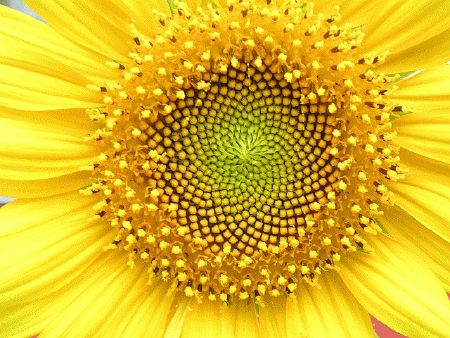 Sunflower - New World Encyclopedia
