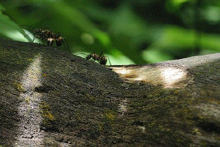 Ant - New World Encyclopedia