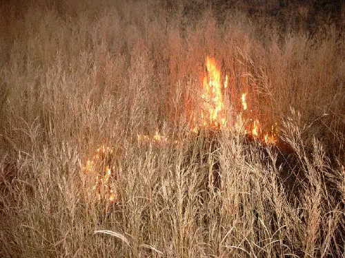 Savanna - New World Encyclopedia